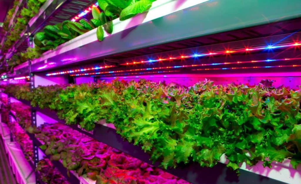 Vertical Farming Startup KRISPR Raises $600,000 in Pre-Seed - WAYA